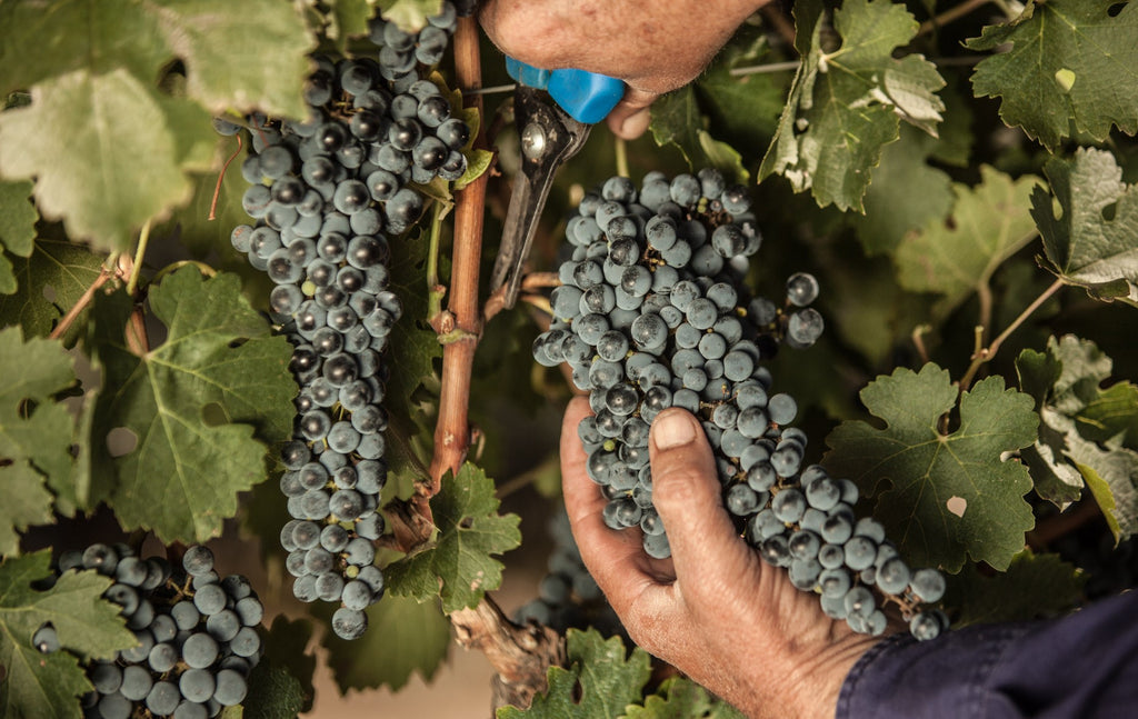 Poda de la Vid – Bodegas Bianchi