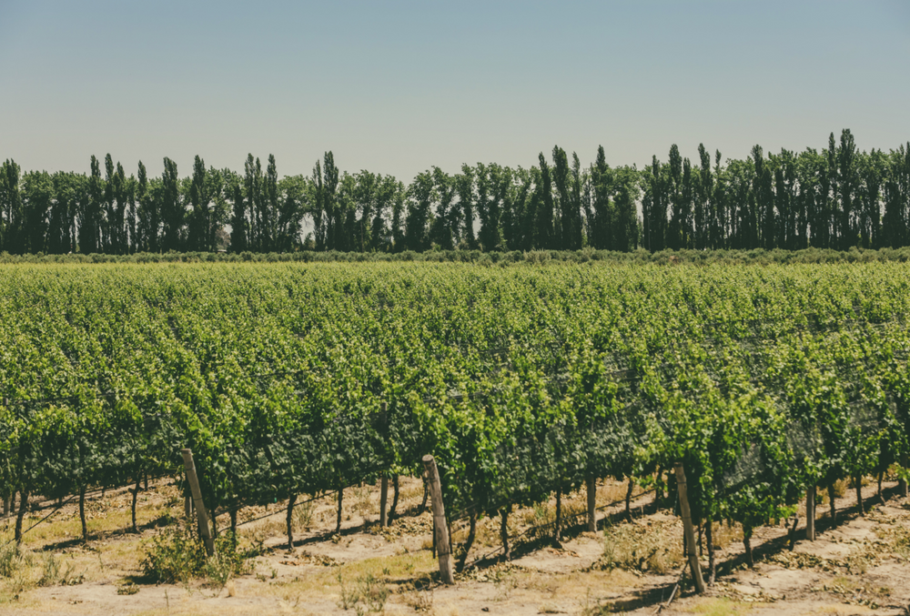 Todo sobre el vino Torrontés